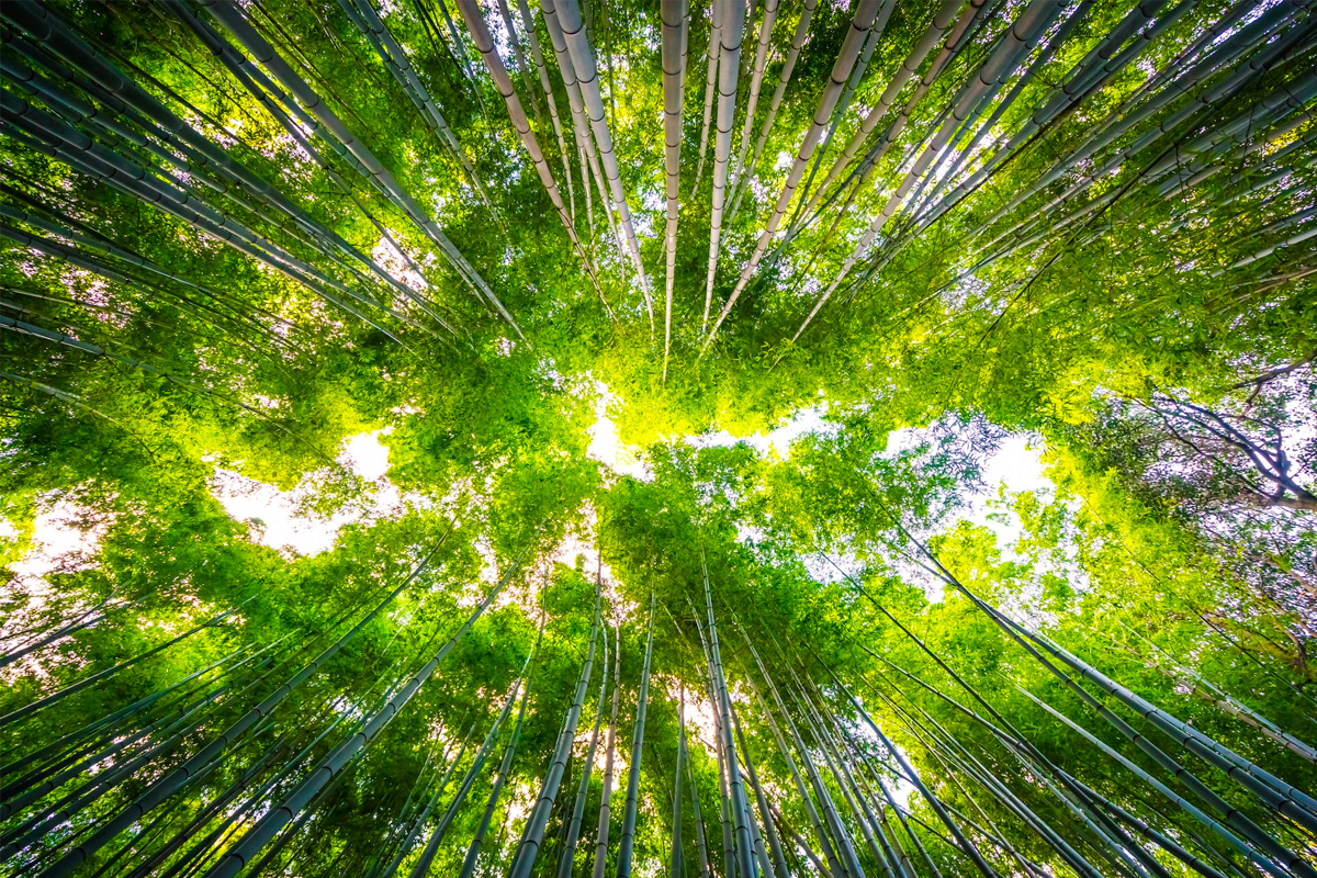 Qual è il significato del colore verde?